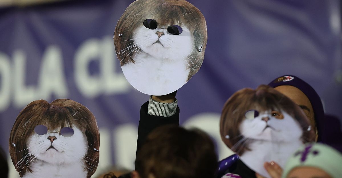 FOTO – Gatto con parrucca: così il Franchi ha accolto Antonio Conte ...